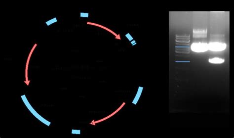 Plasmid Map And Restriction Enzyme Analysis Of Pdest40 Ind Gfp I Download Scientific Diagram
