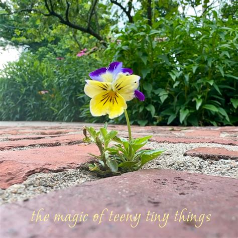 The Magic Of Teeny Tiny Things Grace Grits And Gardening