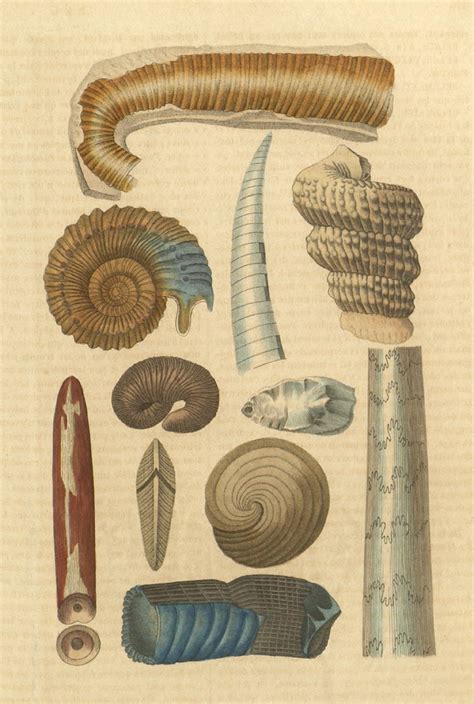 Bibliodyssey The Kingdoms Of Science