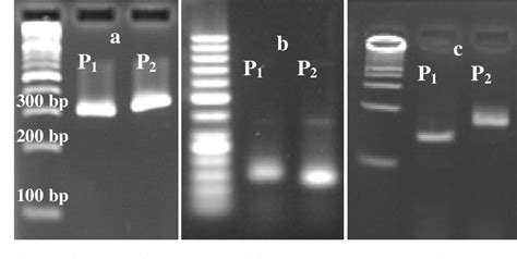 Table 1 From Validation Of Ssr Markers Linked To Restoring Fertility