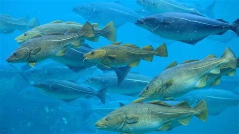 Mapping Ignorance Mapping Ignorance