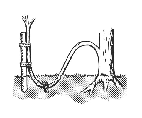 Layering Plant Propagation Technique Openclipart