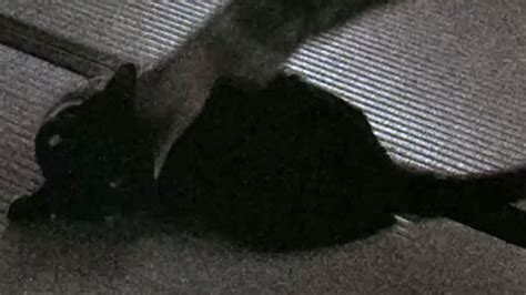 The Grudge 2004 Cinema Cats