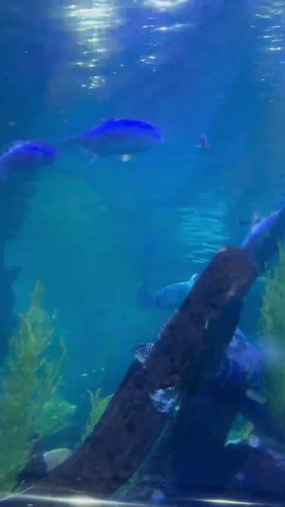 Ветнам аквариум Youtube