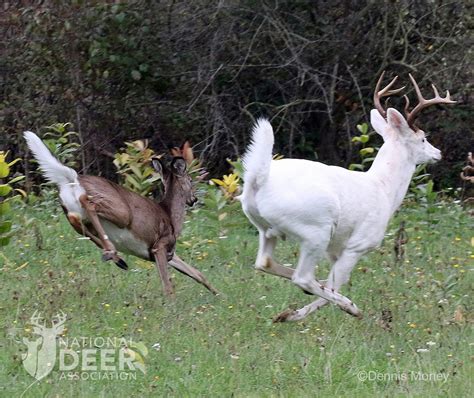 Different Deer Colors