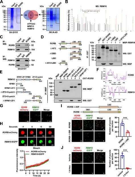 Targeting Rbm10‐repressed Rorb Activity In Liquid Condensates Inhibits