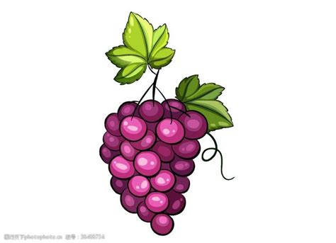 新鲜提子图片免费下载新鲜提子素材新鲜提子模板 图行天下素材网