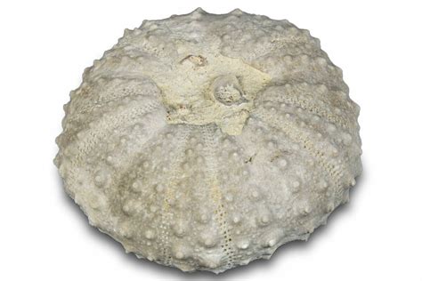 1 35 Cretaceous Echinoid Phymosoma Fossil Texas 287334 For Sale