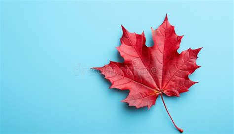 Single Red Maple Leaf On Blue Background Stock Illustration Illustration Of Vein Color 352000045