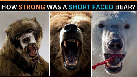 Short Faced Bear Compared To Polar Bear