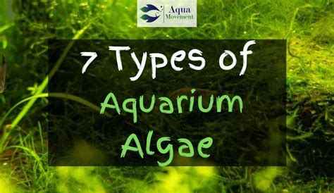 Classification Of Algae Explained In A Simple Way