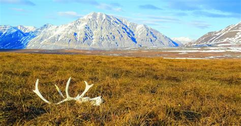 Far Northarctic Alaskaorg