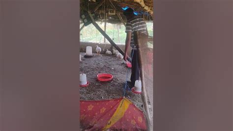 Murga Hi Murga Ka Faram Blog Madhukar Youtube