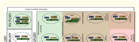 The Figure Above Illustrate The Difference Between Euploidy And