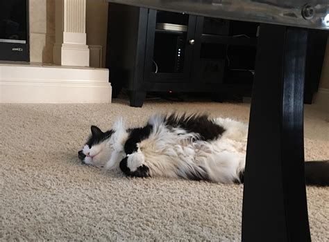 Lazy Floof R Floof