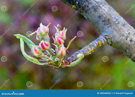 Pear Blossom Pink Bud Cluster 03 Stock Image Image Of Blossoms