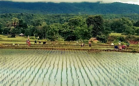 ဂန့်ဂေါတွင် မိုး နောက်ကျသဖြင့် မိုးစပါးကို နောက်ကျ စိုက်ပျိုးကြရ