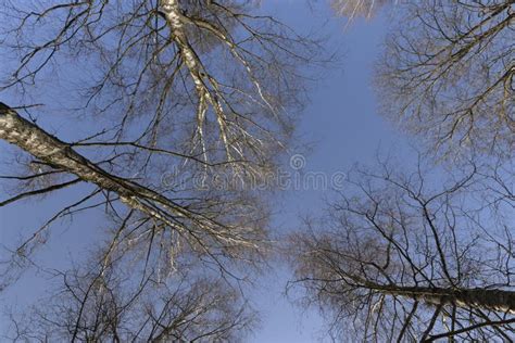 Leafless Deciduous Trees In The Spring Season Stock Image Image Of