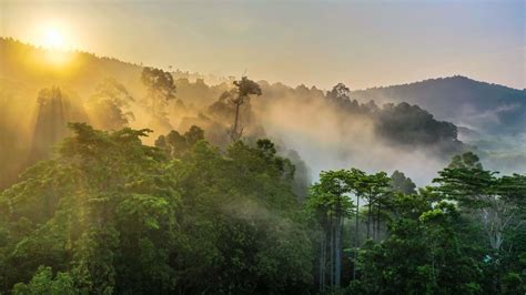 Borneos Orangutans And Rainforest Adventure Hays Travel