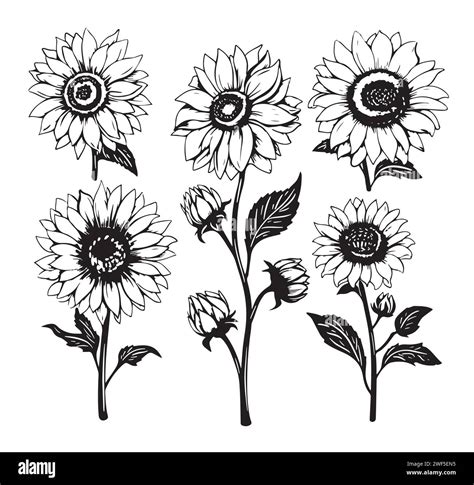 Sunflowers Clip Art Black And White