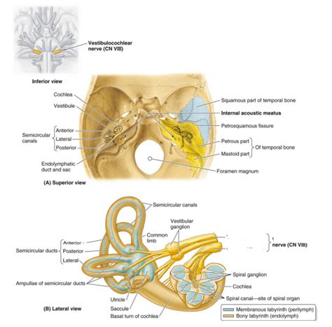 Vestibular And Cochlear Nerve Diagram Quizlet