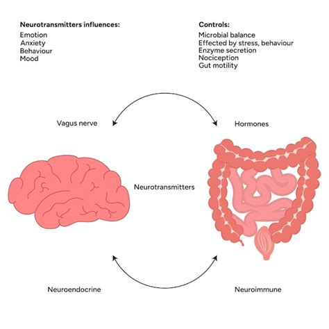 Gut Brain Axis Vectors And Illustrations For Free Download Freepik