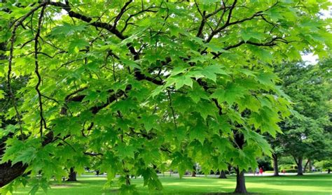 Types Of Maple Trees In California Photos