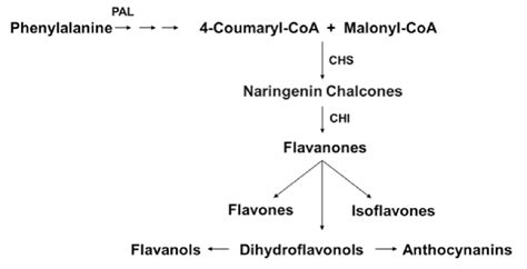 Schematic Overview Of The Flavonoid Biosynthesis Pathway Pal