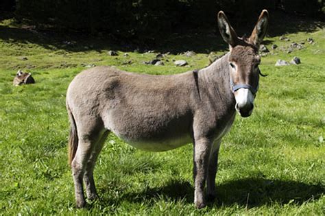 Donkey Wallpaper 54 Images