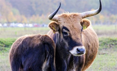 Tauros Foundation