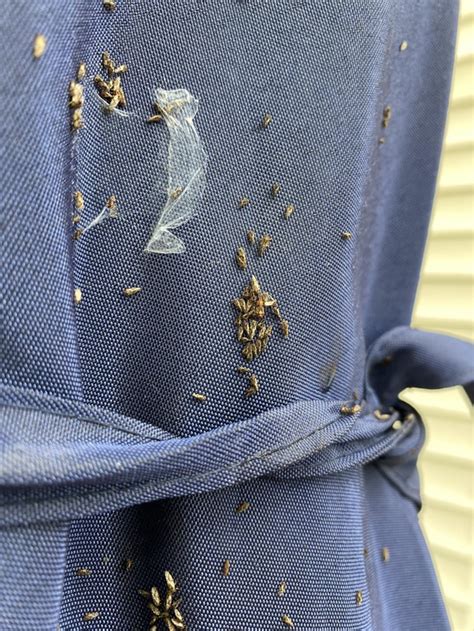 Tiny Gnat Like Bugs Always Here Around Fall R Whatsthisbug