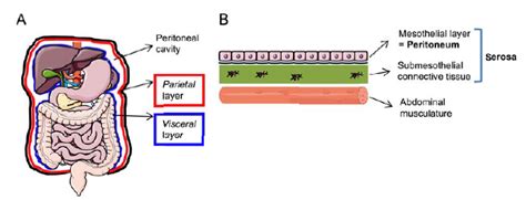 Visceral Peritoneum Histology