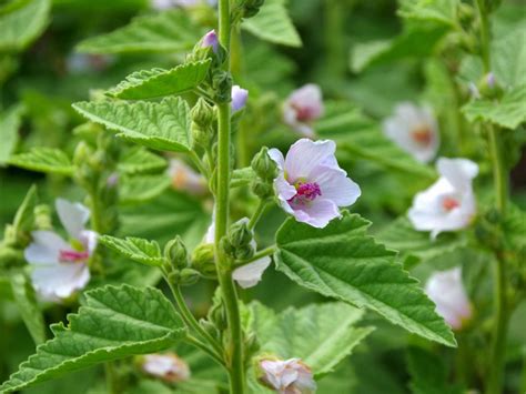 Tree Mallow Planting Pruning And Advice On Caring For It