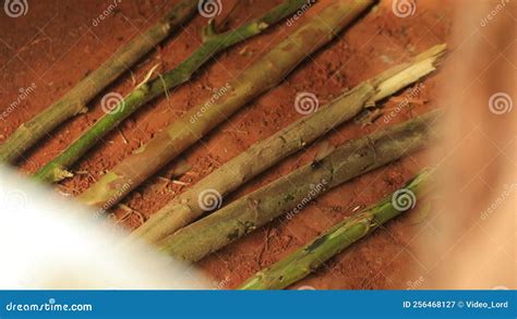 Close Up Of Termites With Wings Climb On Green Sticks Flying Termites Migration Stock Video