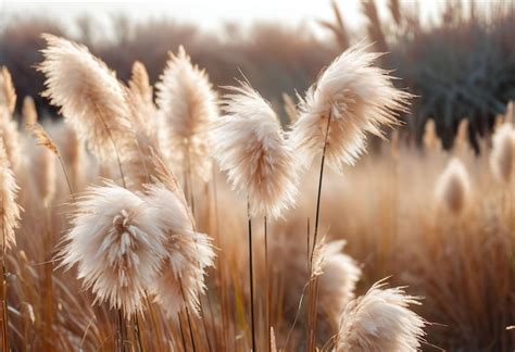 Premium Photo Soft Fluffy Pampas Grass In Golden Light