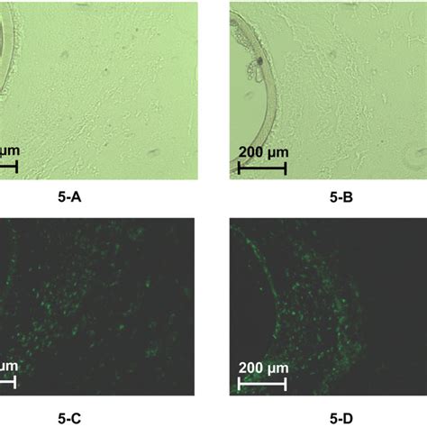 Schematic Of The Microdialysis Sampling Process Download Scientific