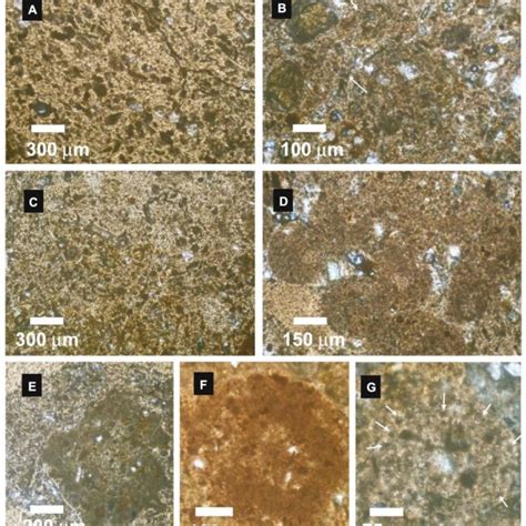Photomicrographs Thin Sections Of Cretaceous Phosphorites A Showing