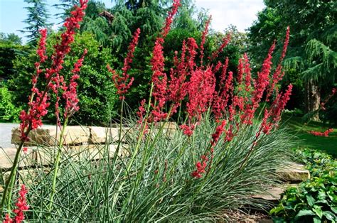Hesperaloe Parviflora Perpa Brakelights® Red Yucca Garden Center