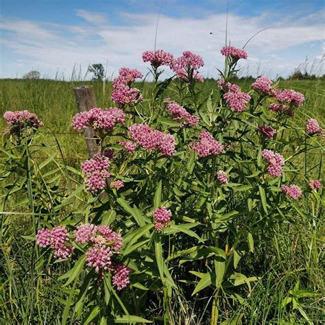 Swamp Milkweed Seeds Etsy