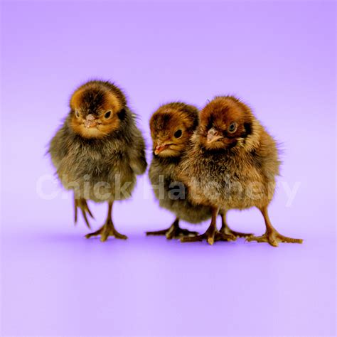 Chamois Spangled Appenzeller Spitzhauben Chickens Chick Hatchery