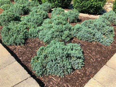 20 Types Of Juniper Shrubs For A Low Maintenance Landscape Plantisima