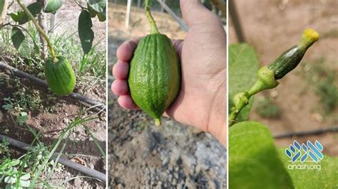 Revolutionary Breakthrough Rebbes Esrog Replanted In Calabria