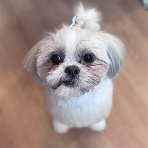 Pictures Of Shih Tzu Haircuts 12 Adorable Shih Tzus Who Will Make Your