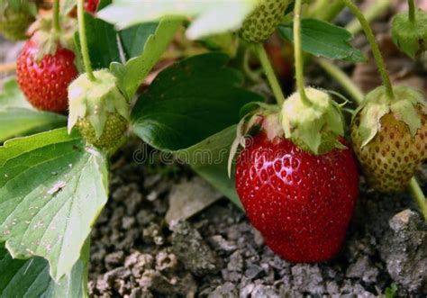 Fragola Immagine Stock Immagine Di Coltivatore Fragola 539883