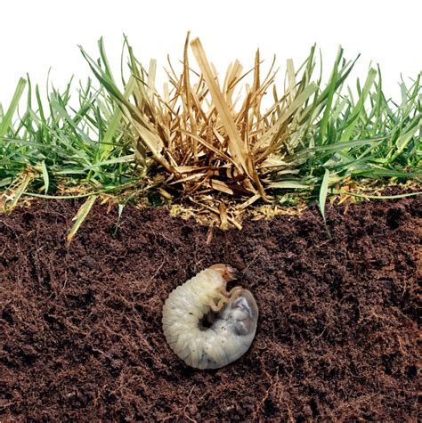 How To Get Rid Of Grubs In Yard Naturally My Besuited Home