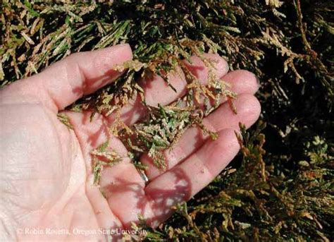 Cypress Tip Moth College Of Agricultural Sciences