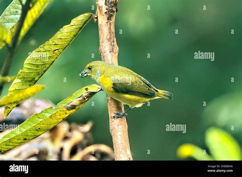Yellow Crowned Euphonia Euphonia Luteicapilla Heliconias Hanging