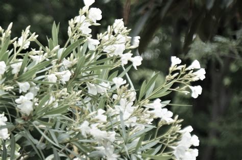 夾竹桃満開に 448school