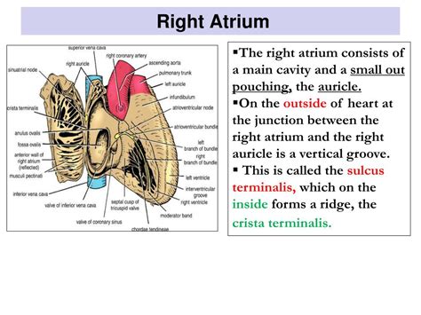 Ppt Anatomy Of The Heart Powerpoint Presentation Free Download Id