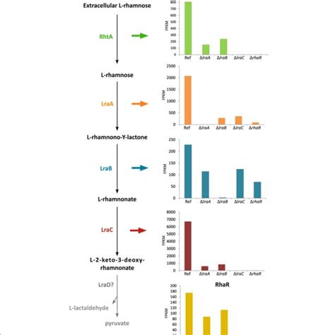 Schematic Representation Of The L Rhamnose Metabolic Pathway In